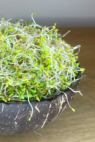 Alfalfa & Clover Blend | SPROUTLY