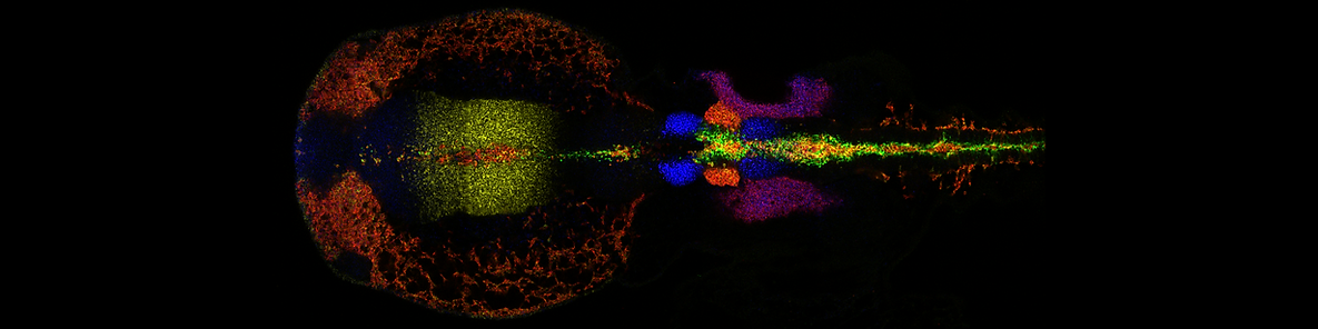 HCR™ Gold RNA-FISH | Molecular Instruments, Inc.