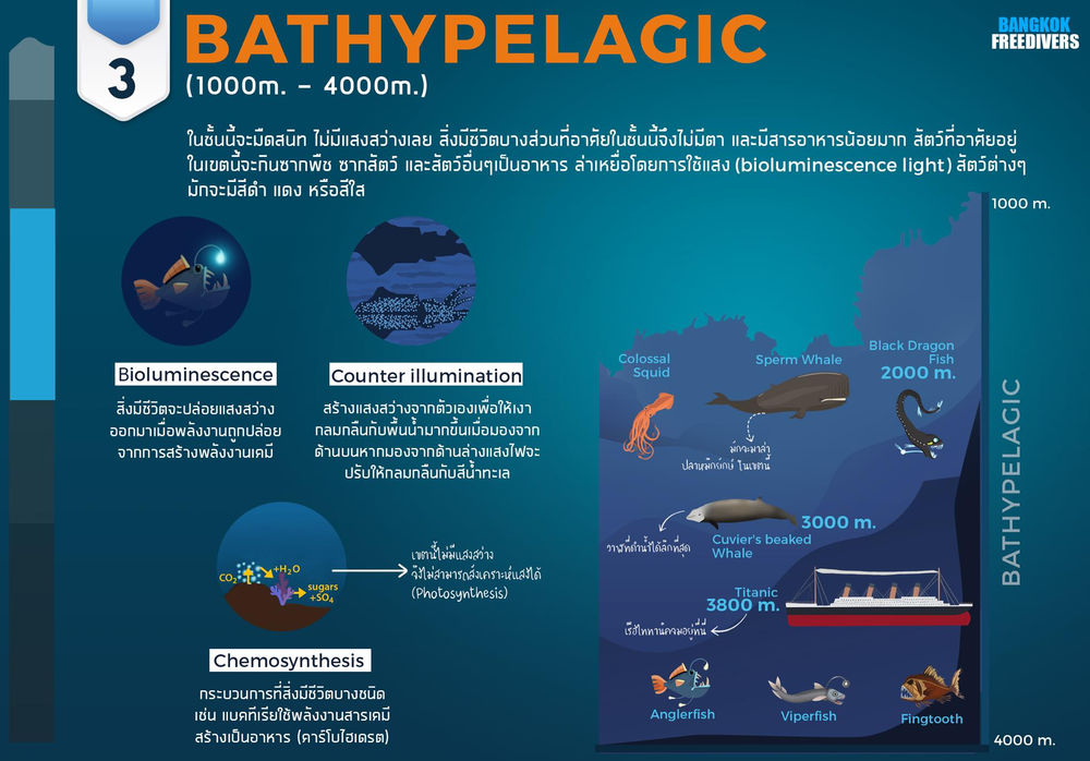 Pelagic Zone - Zones of the ocean