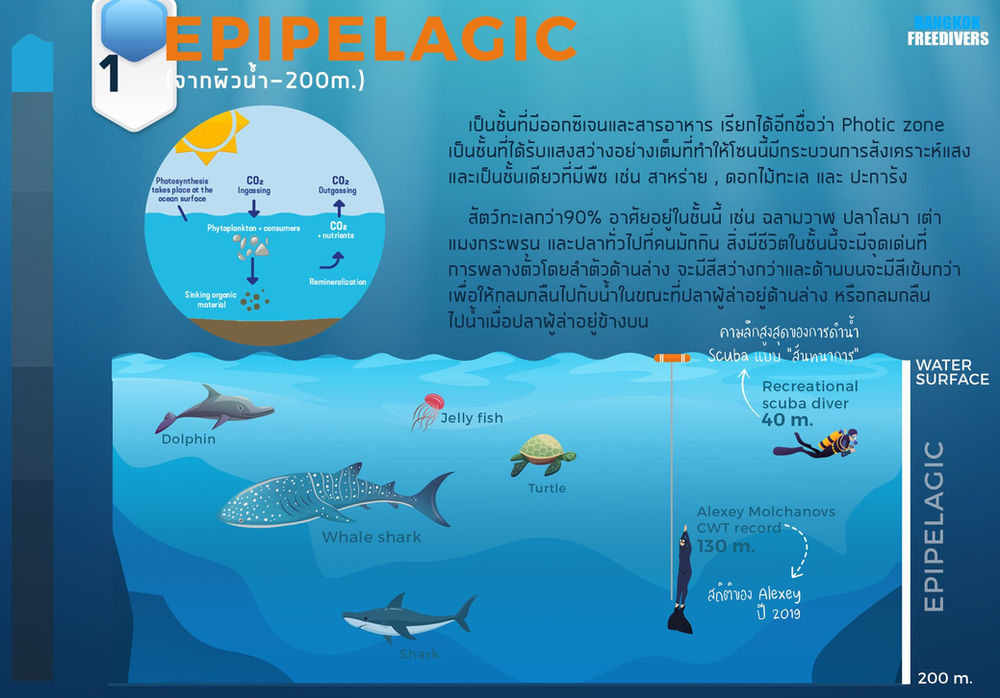 Pelagic Zone - Zones of the ocean