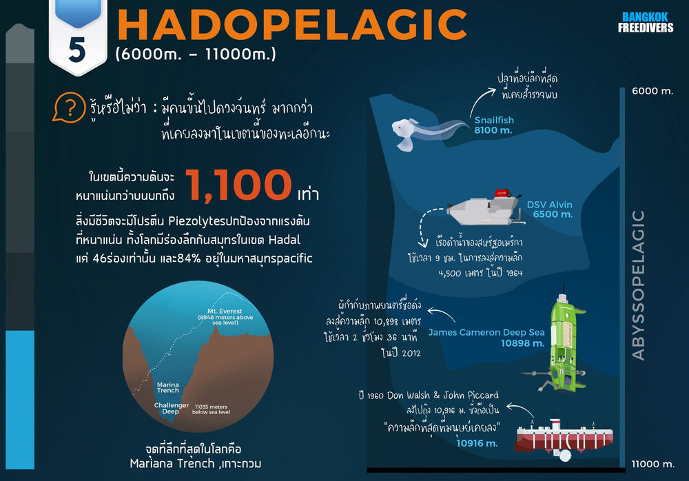 Pelagic Zone - Zones of the ocean