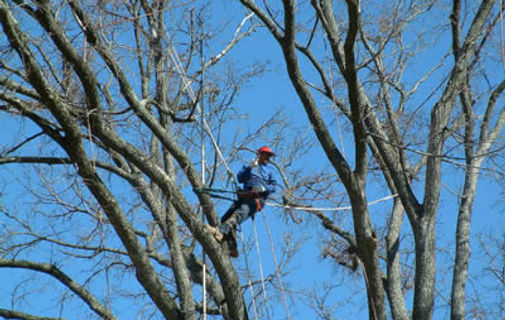 Cm Tree Service About