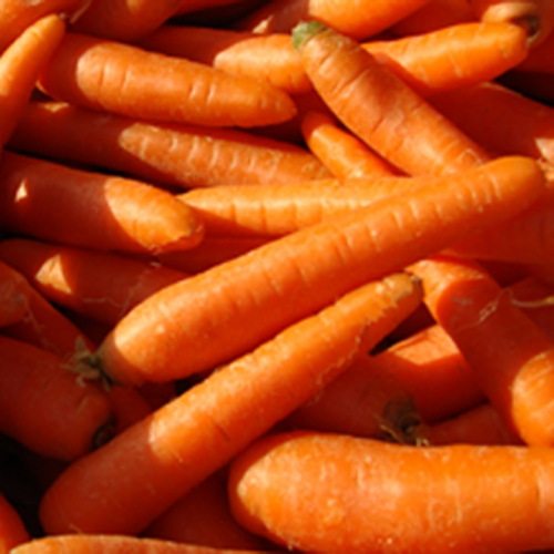 CAROTTES BIO KG | Jardins de Catherine