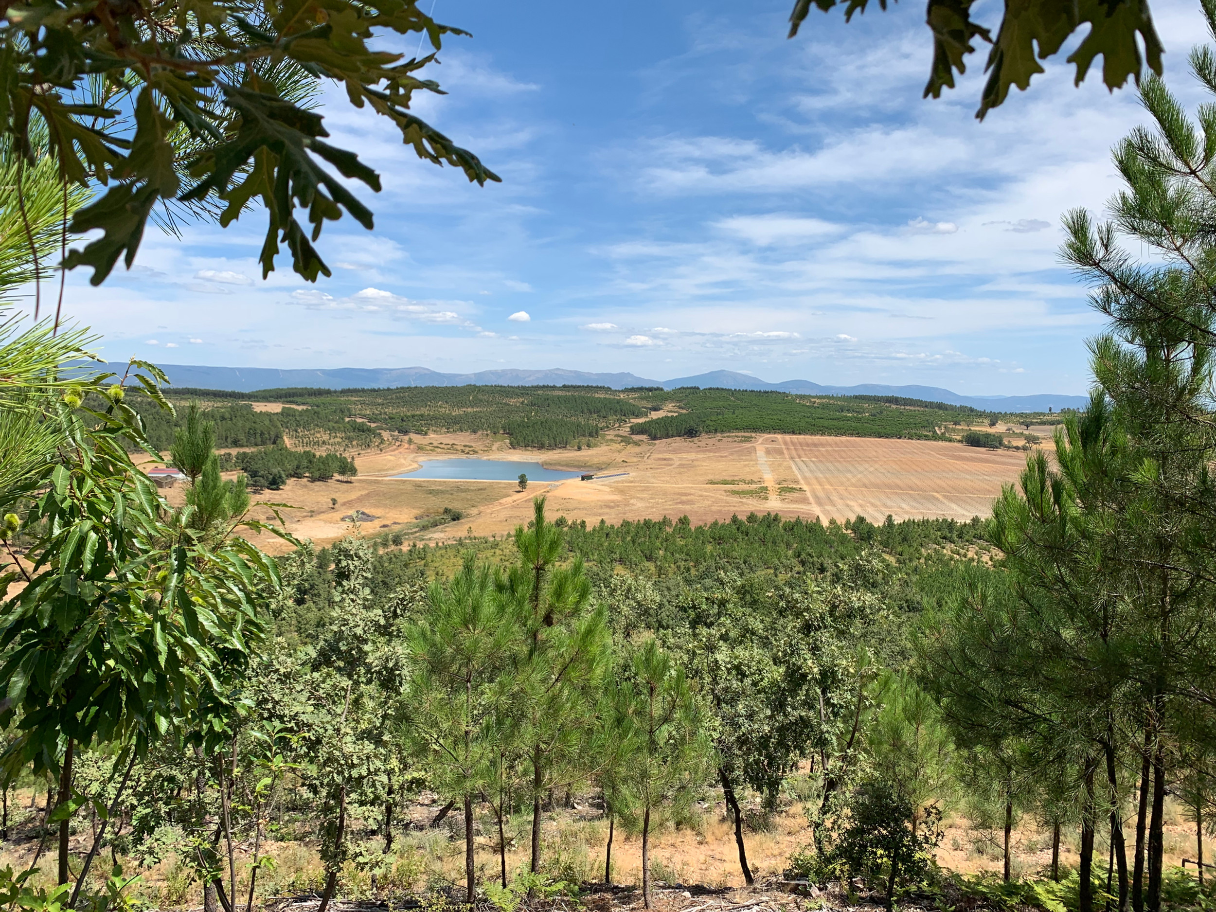 RH Florestal | Carvalhal