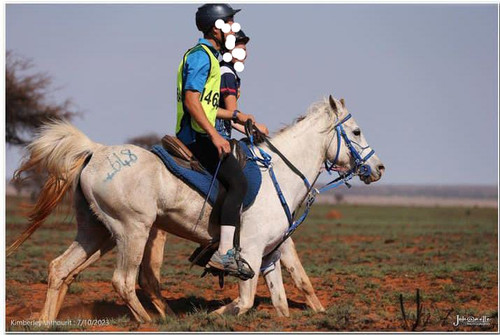 Whisper - Arab Mare | midlandssaddlery