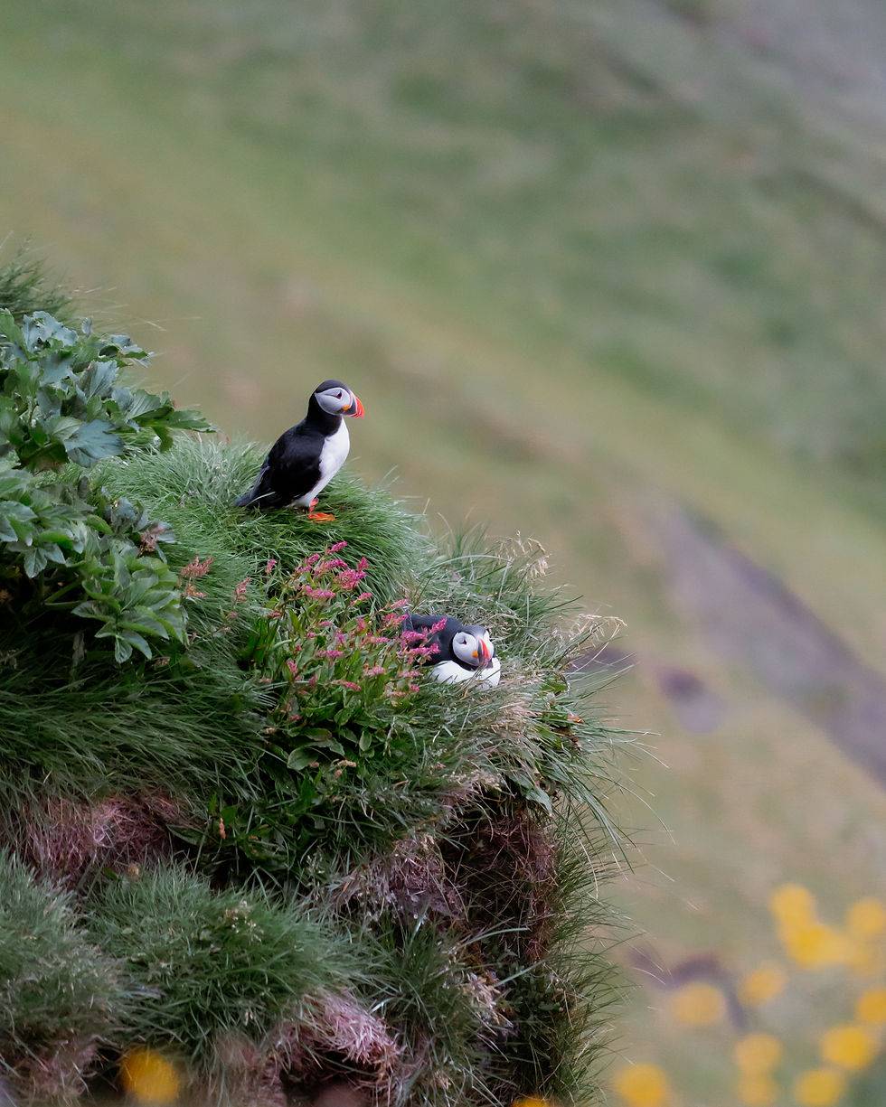 Dreamy Elopement in South Iceland-Plan Yours!