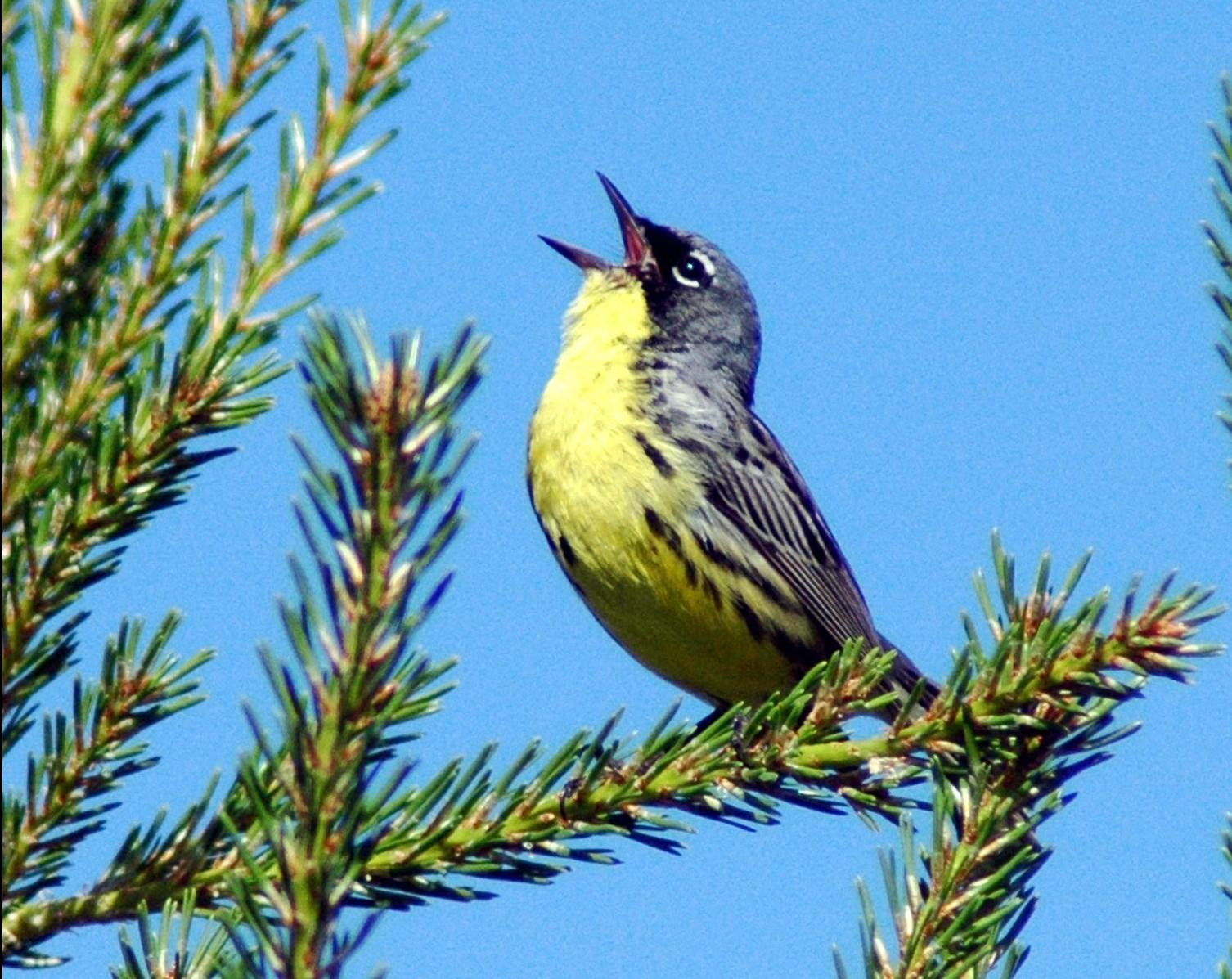 Make a Donation! | Kirtland's Warbler Alliance | KW Conservation