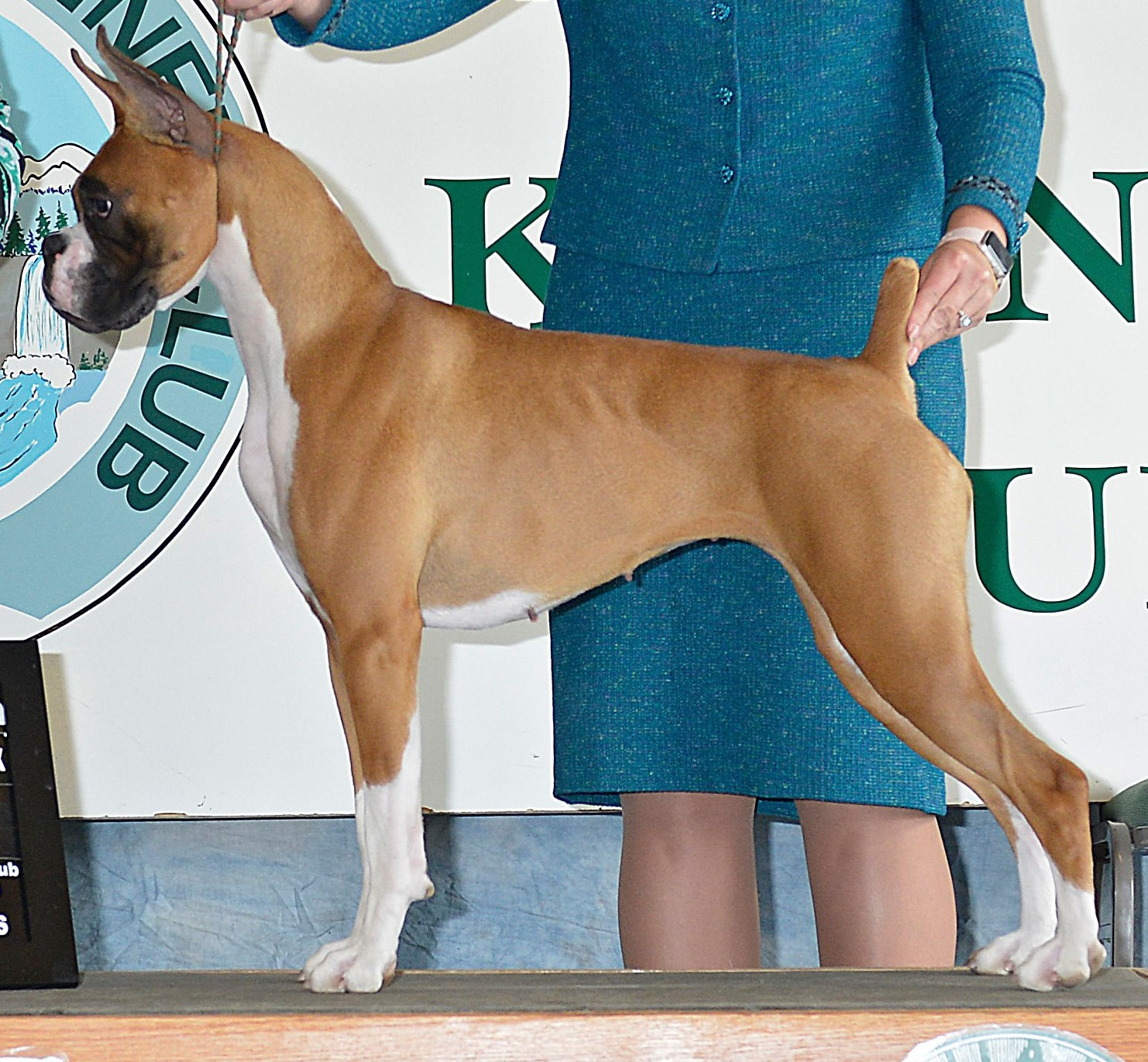 The official term for dog shows is conformation — as in, the act of ...