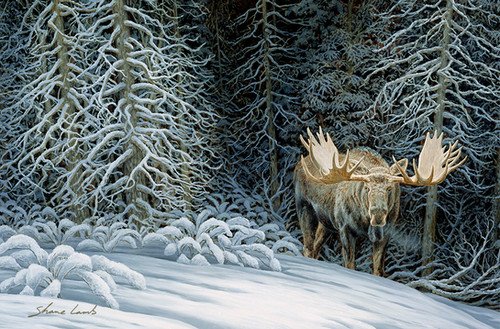 Into the Clear (metal) | Shane Lamb