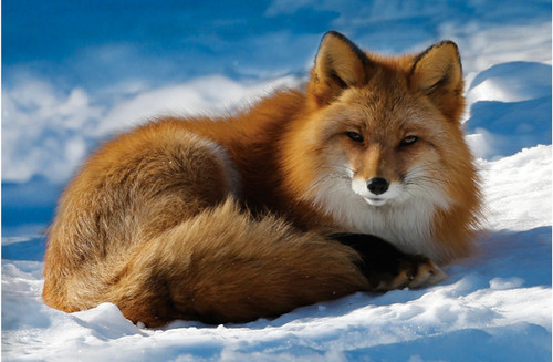 Red Fox Nap Time (metal) | Shane Lamb