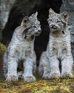 Custom Framing Alaskan Art Photography | Shane Lamb Gallery | Palmer