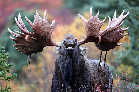 bull moose