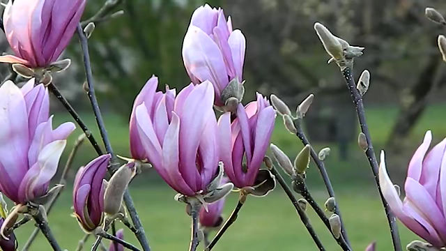 HOME | Магнолії