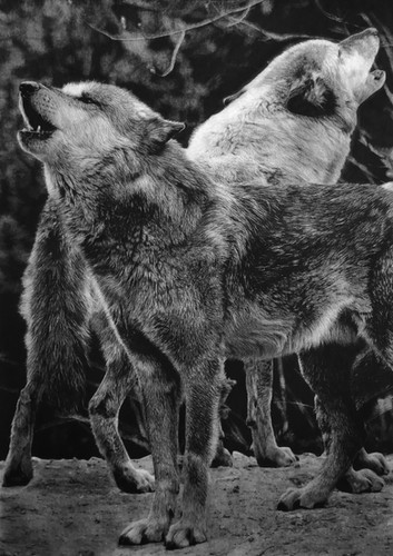 'Howl'. Original signed charcoal artwork. 56cm x 40cm | My Site