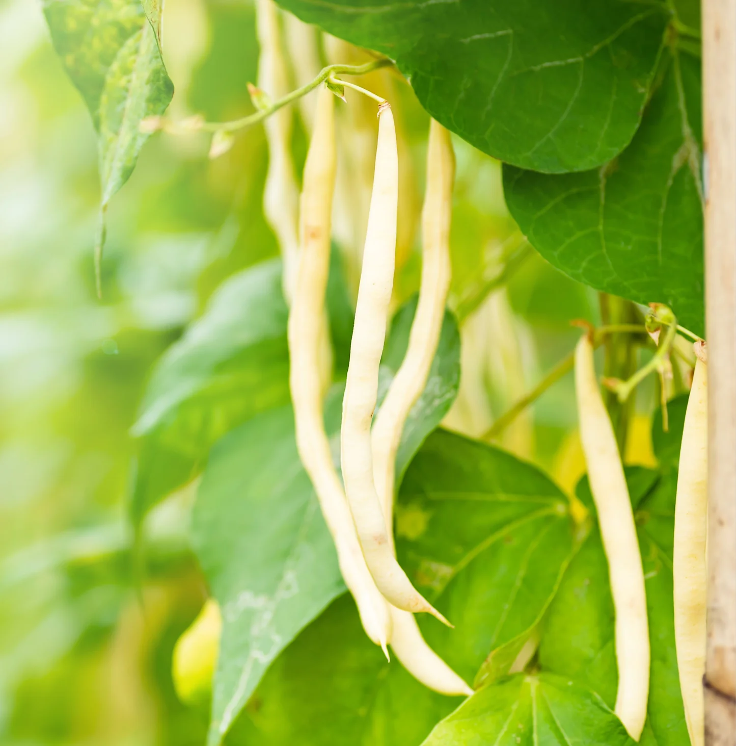Snap Beans (green Beans) | WispyWillows Nursery