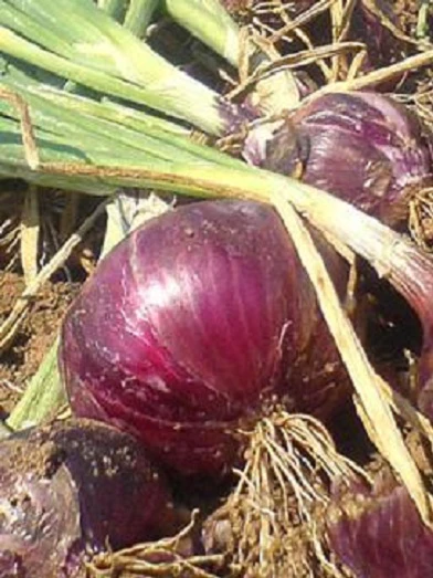 Standard Onions | WispyWillows Nursery