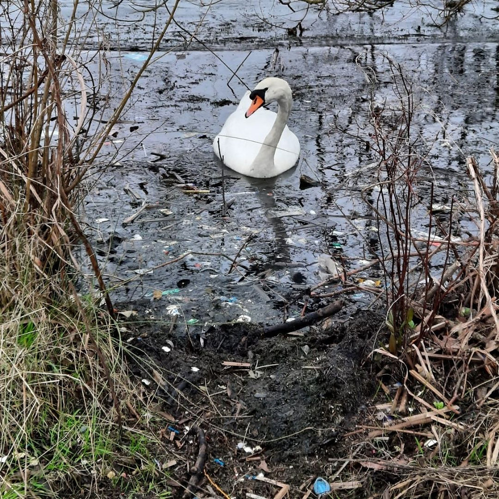 Keep Our Parks Clean - The Parks Trust