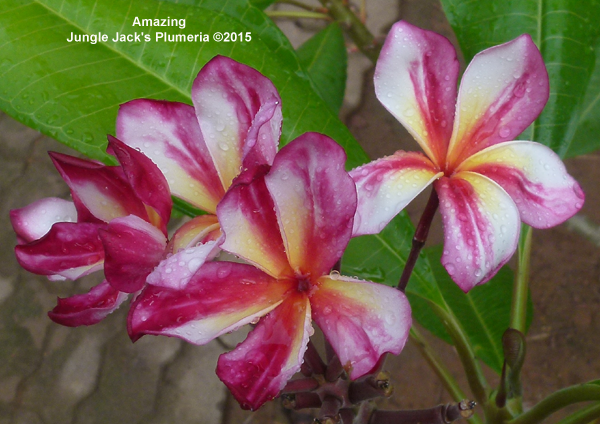 JJ AKA Names: Reference | Jungle Jacks Plumeria | Tropical Flowers ...