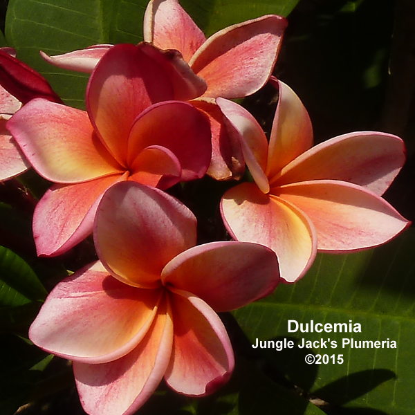 Dulcemia | Jungle Jacks