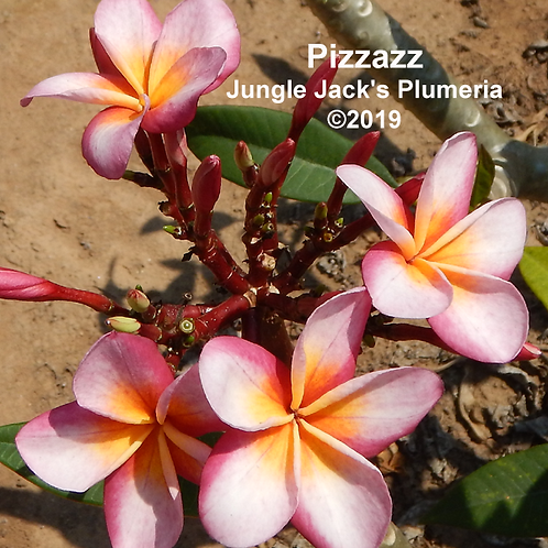 Pizzazz | Jungle Jacks