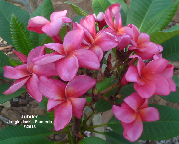 Jungle Jacks Plumeria | Tropical Flowers | San Diego California