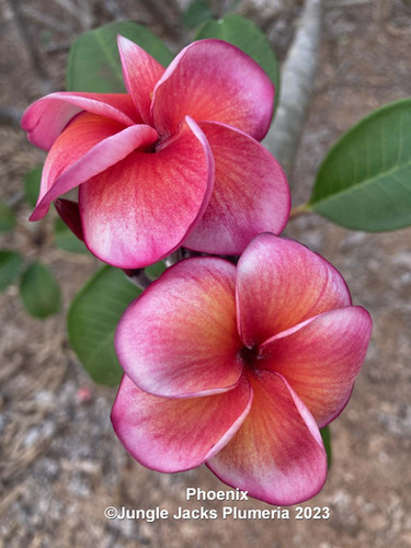 Phoenix | Jungle Jacks