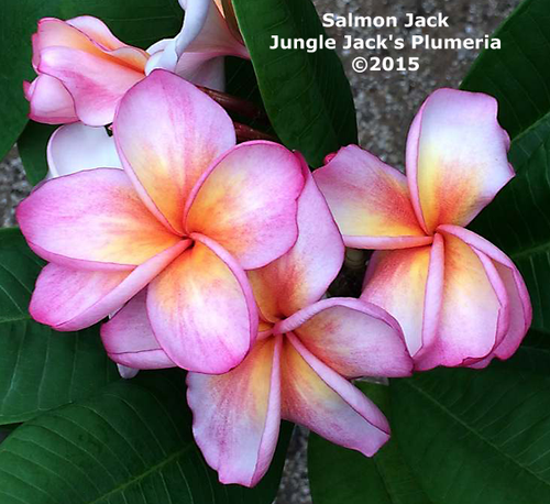 Salmon Jack | Jungle Jacks