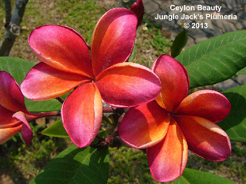 Ceylon Beauty | Jungle Jacks