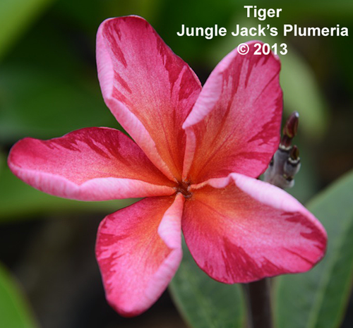 Tiger | Jungle Jacks
