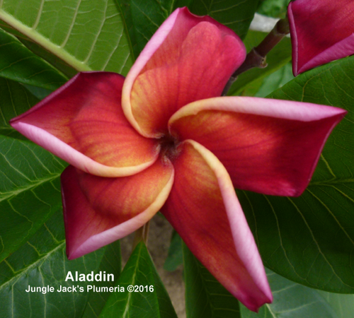 Aladdin | Jungle Jacks