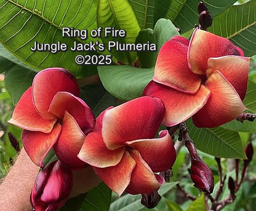 Ring of Fire | Jungle Jacks