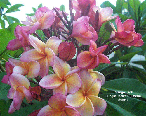 Orange Jack | Jungle Jacks