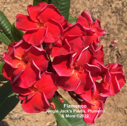 Flamenco | Jungle Jacks
