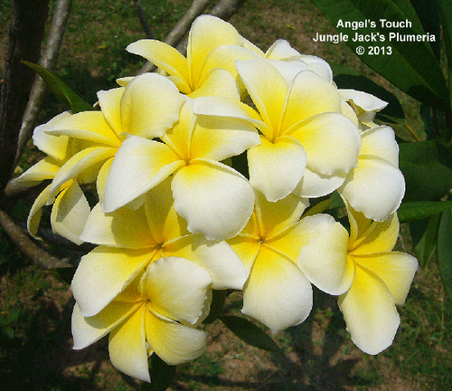 Angel's Touch | Jungle Jacks