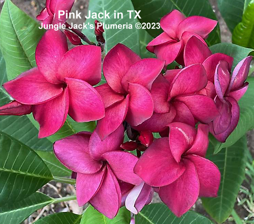 Pink Jack | Jungle Jacks