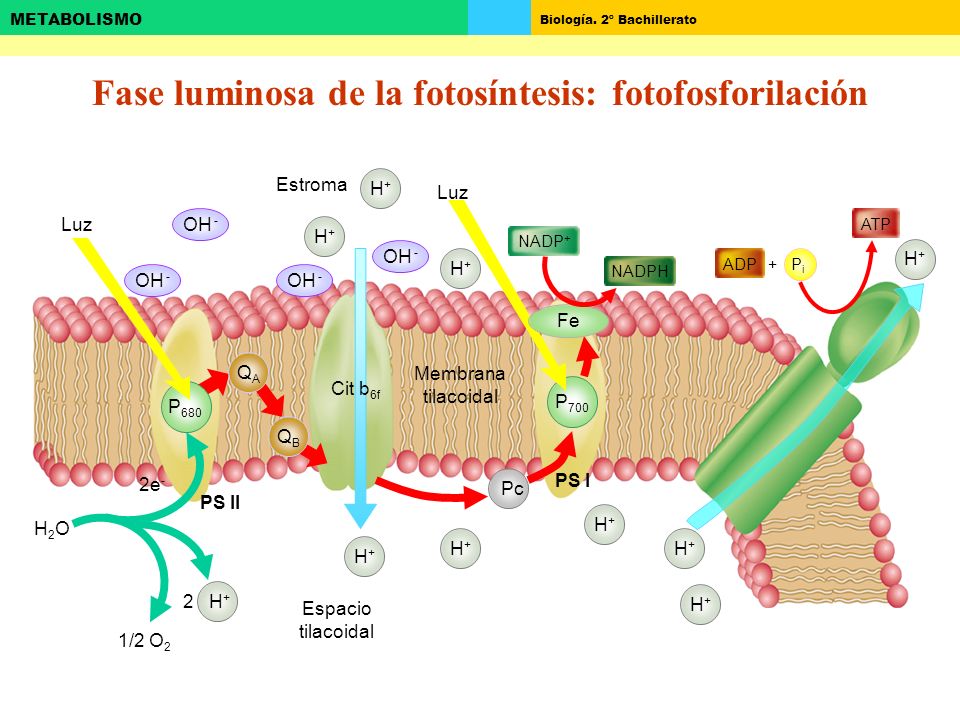 FASE FOTOQUÍMICA | lafotosintesis-5d