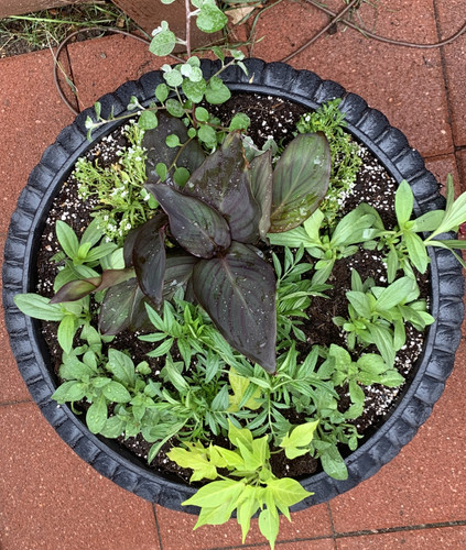 Pre-Planned Premium Sun Pot Plants | Thegroundedgardener