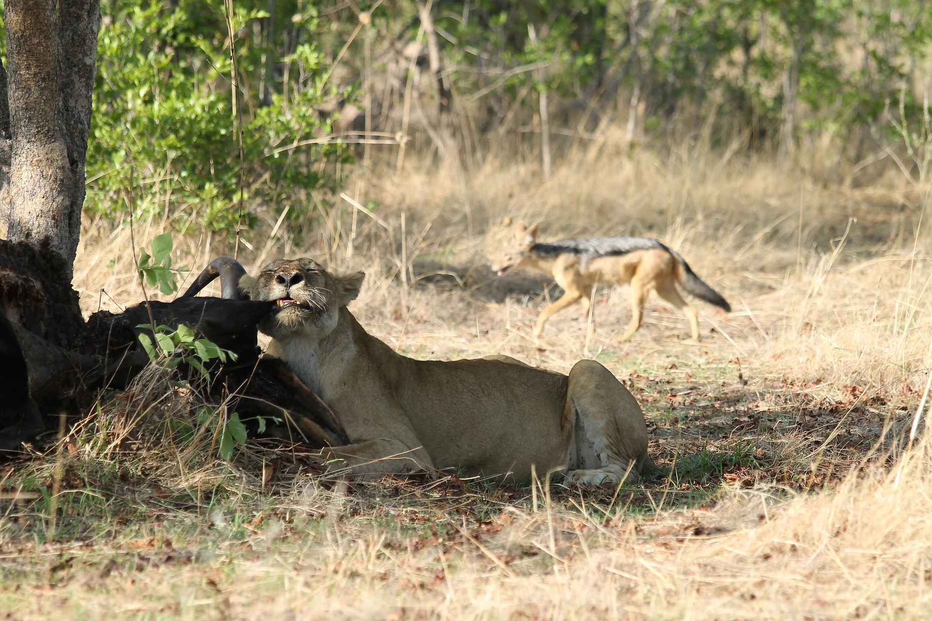 Diet & Feeding | Lion Landscapes