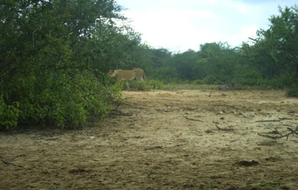 Historic & Present Range | Lion Landscapes