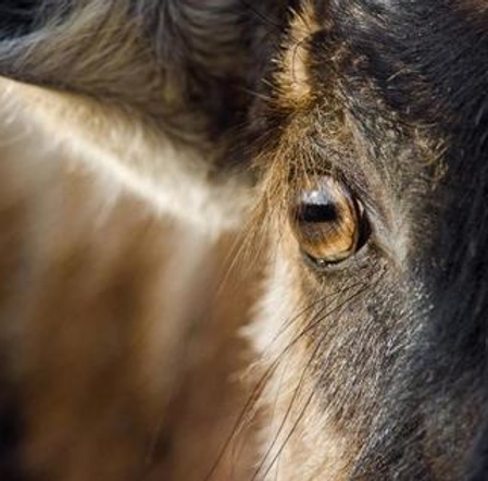 Eyes & Vision | Lion Landscapes