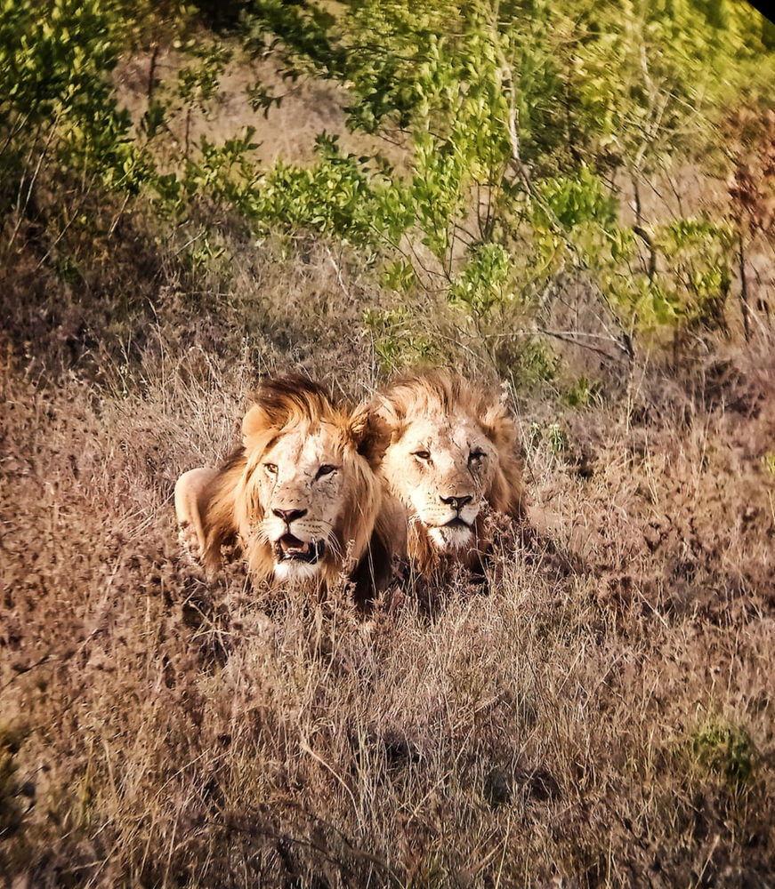 Tracking a coalition of 5 male lions