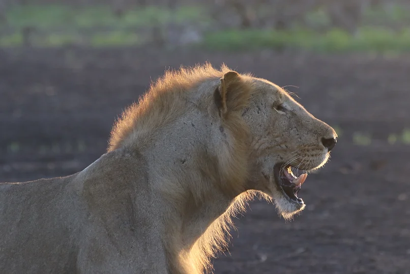 Ageing Lions | Lion Landscapes