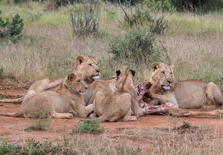 Ageing Lions | Lion Landscapes