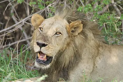 Ageing Lions | Lion Landscapes