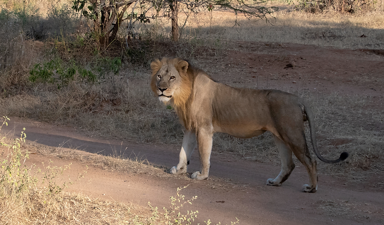 Paws & Claws | Lion Landscapes