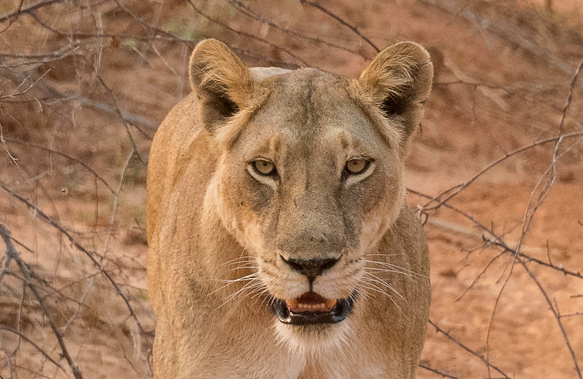 Ageing Lions | Lion Landscapes