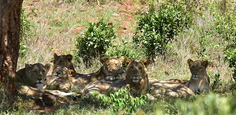 Lion habitat | Lion Landscapes