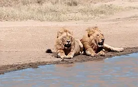 how to draw a lion habitat