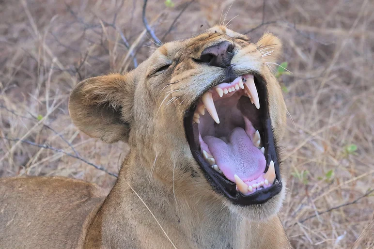 Diet & Feeding | Lion Landscapes