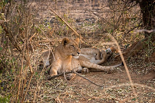 Historic & Present Range | Lion Landscapes